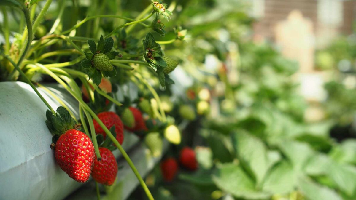 Growing Food Archives - Simple Frugal Life