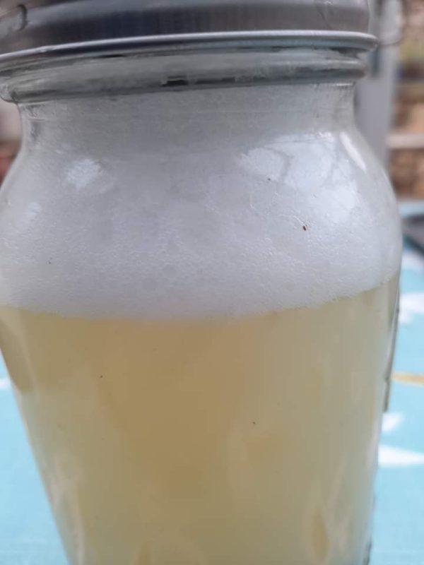 Laundry Soap from Conkers (Horse Chestnuts) - Simple Frugal Life