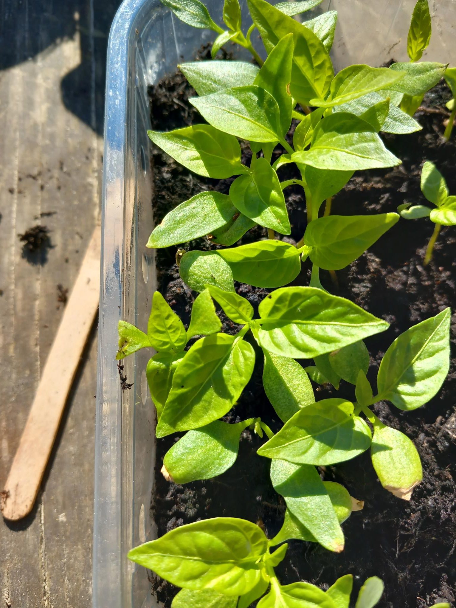 Pricking out - Simple Frugal Life