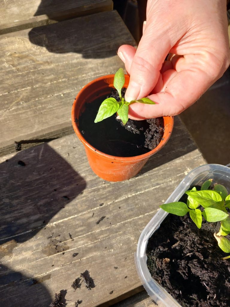 Pricking out - Simple Frugal Life