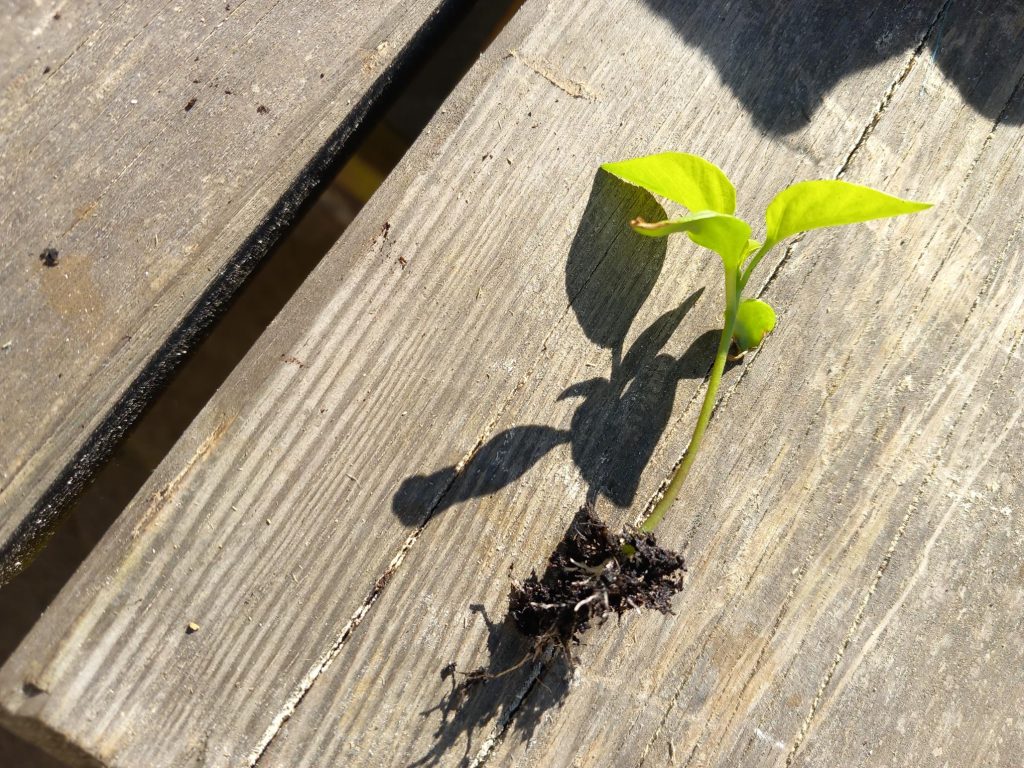 Pricking out - Simple Frugal Life