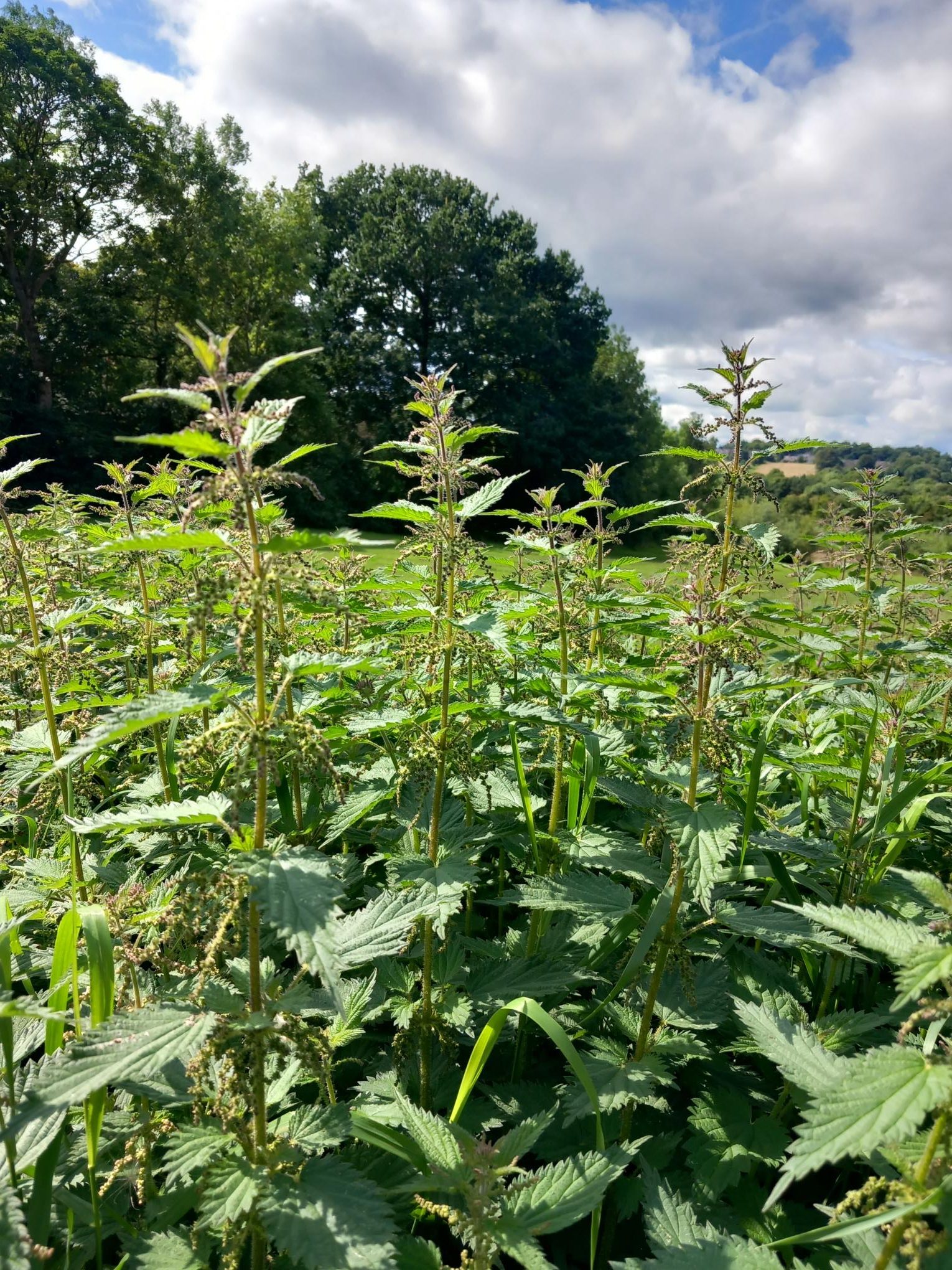 Nettle seeds - Simple Frugal Life
