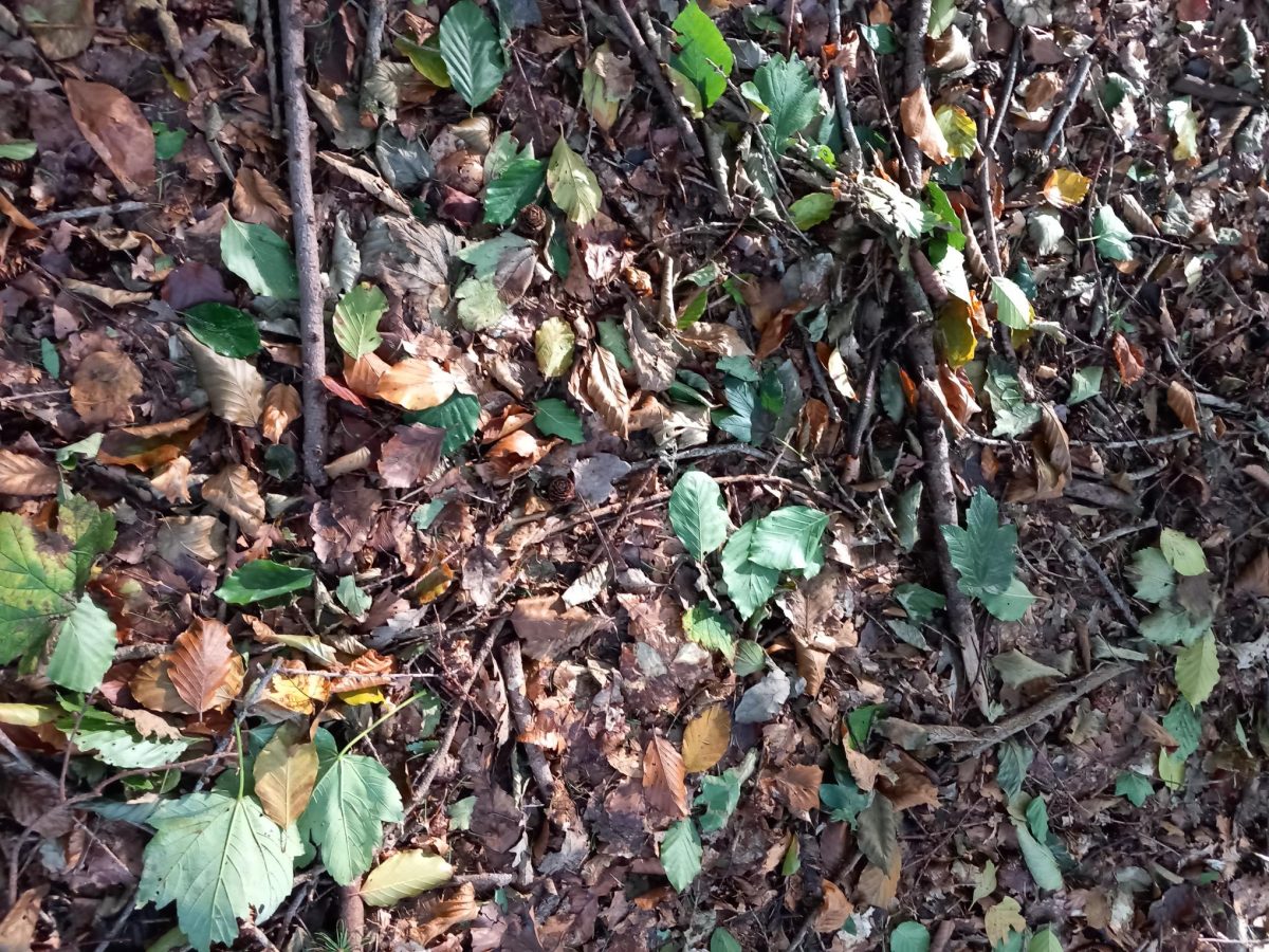 Making leaf mould - Simple Frugal Life