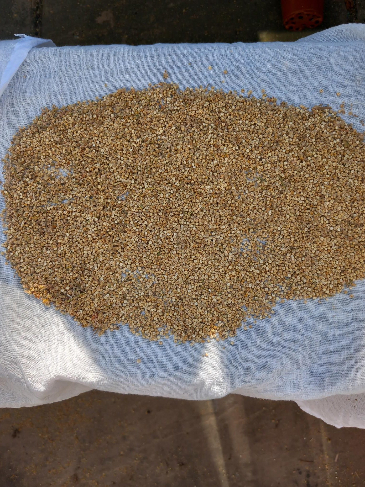 Growing Quinoa - Simple Frugal Life
