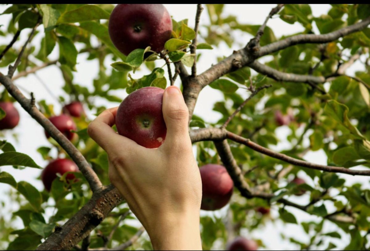 Foraging For Food Archives - Simple Frugal Life