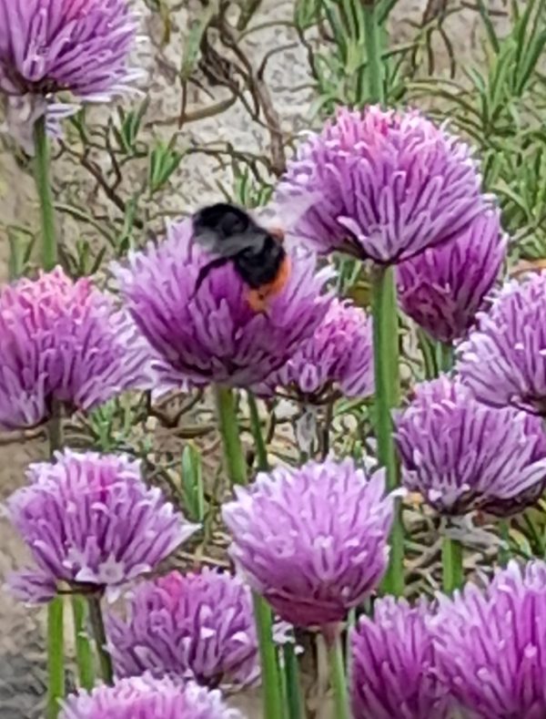 Simple Frugal Life - reduce consumerism and waste, be content